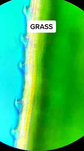 Unexpected Grass Microscope Finds