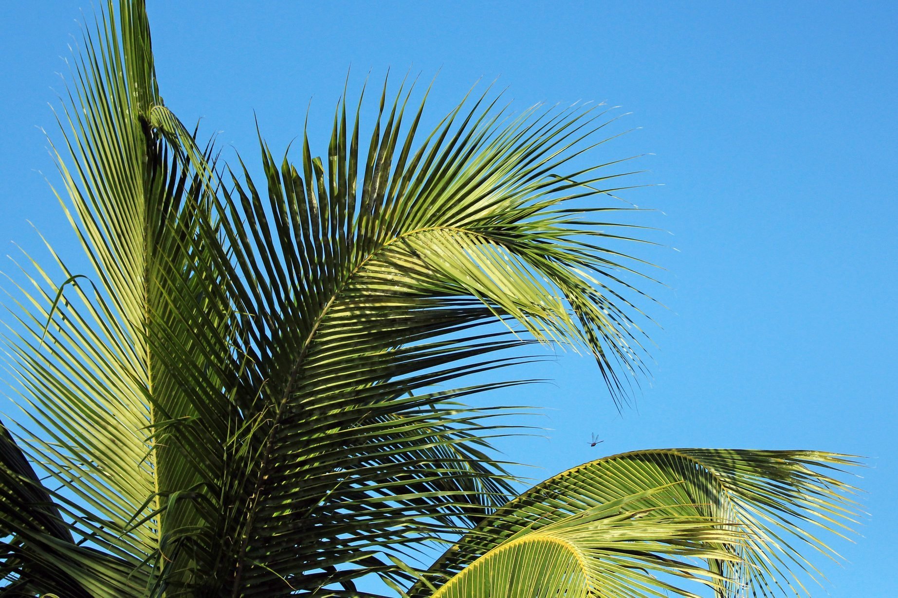 What Is A Palm Frond? Everything You Need to Know