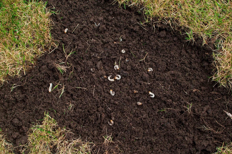 How to get rid of grubs before they destroy your lawn