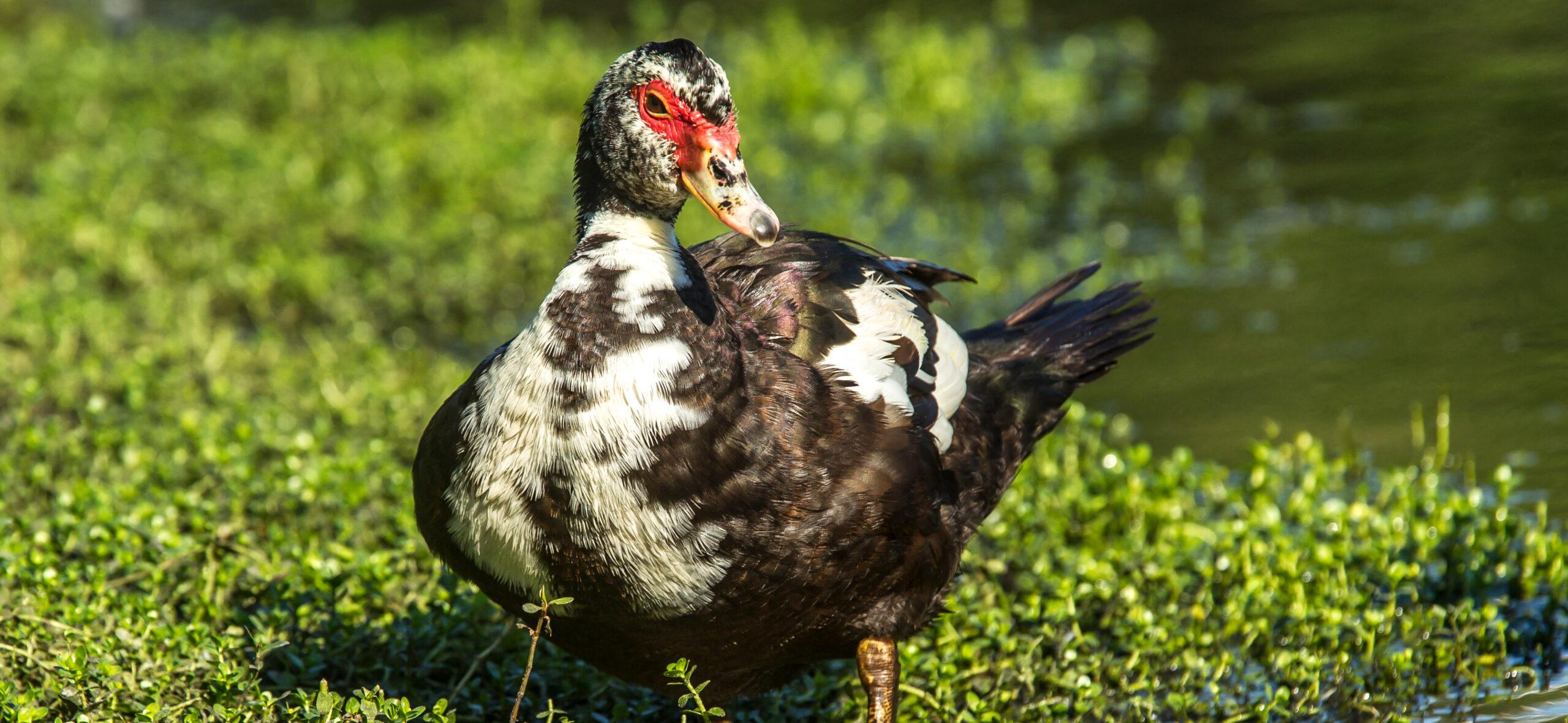 Rogue Florida Duck Reigns Terror On The Elderly In Quiet Neighborhood