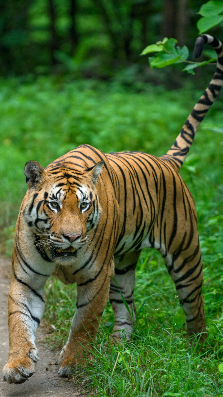 10 reasons to visit Pench National Park