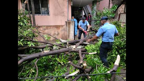 PMC claims having cut dead trees & dangerous branches before rains