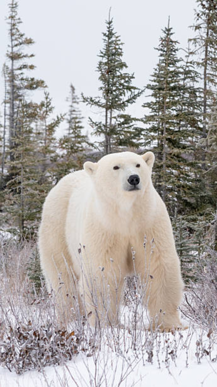 From Polar to Panda: 8 Types of Bears and Where to Spot Them Around the ...