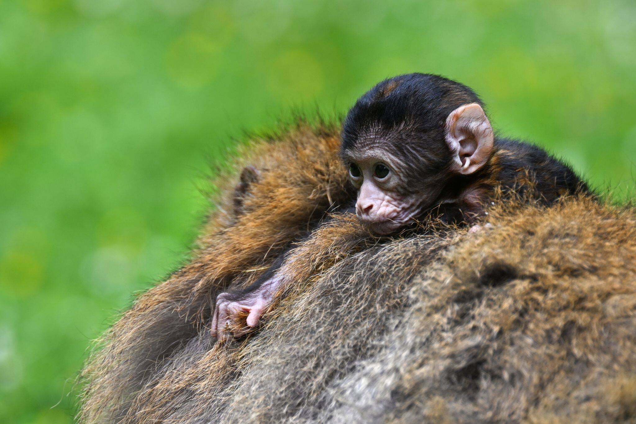 Berberaffen-Männchen nehmen gerne Vaterrolle ein