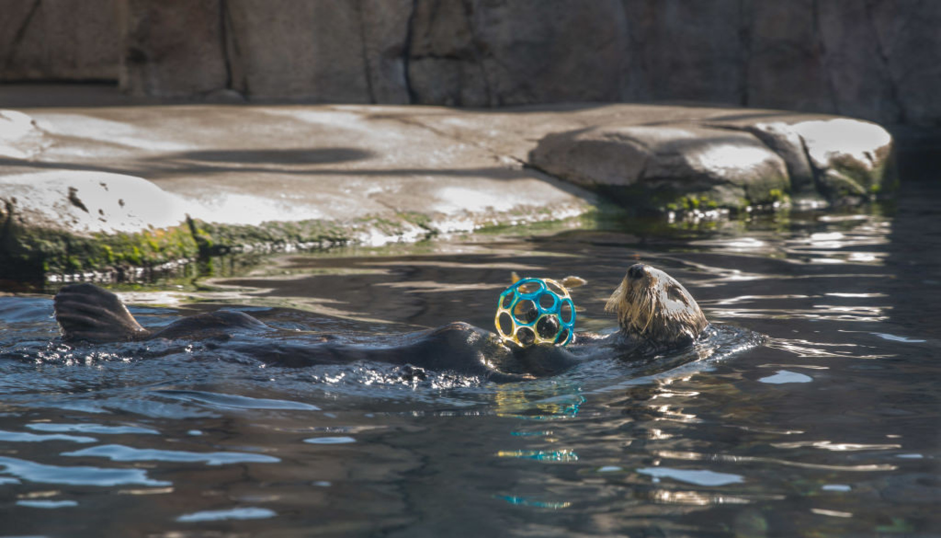How sea otters can help fight climate change