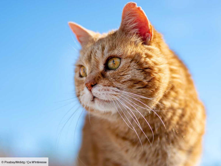 Qu'est-ce qui distingue les chats roux des autres races félines