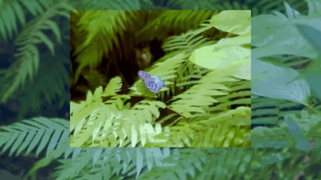 A beautiful chance encounter with the ‘Ormocana Butterfly’