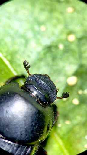 Is This a Dung Beetle?