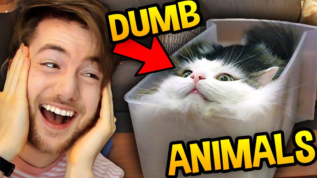 Animals Being Dumb for 15 Minutes Straight