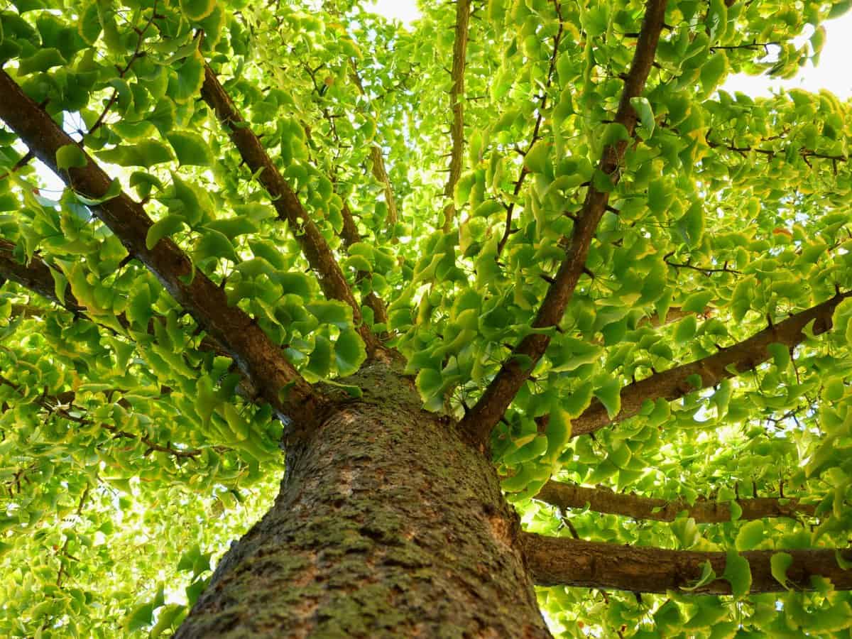 Ginkgo-Baum: Bedeutung und Symbolik
