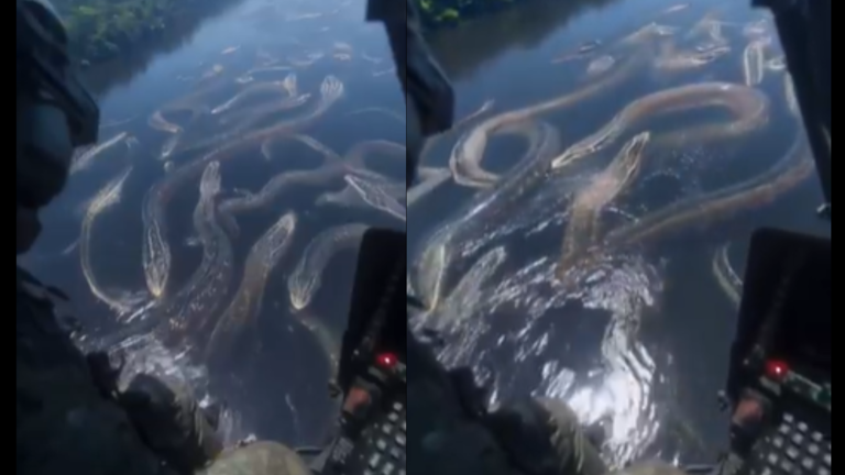 Internet's ‘Scariest Video’ Is Leaving Netizens Petrified! River Full ...