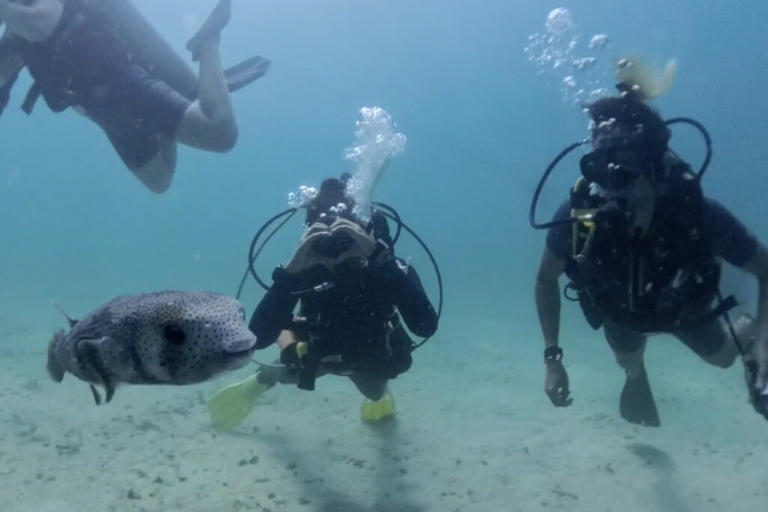 Playful puffer fish charms divers