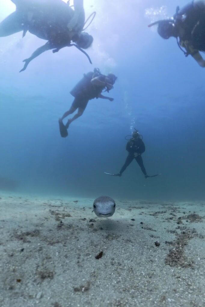 Playful puffer fish charms divers
