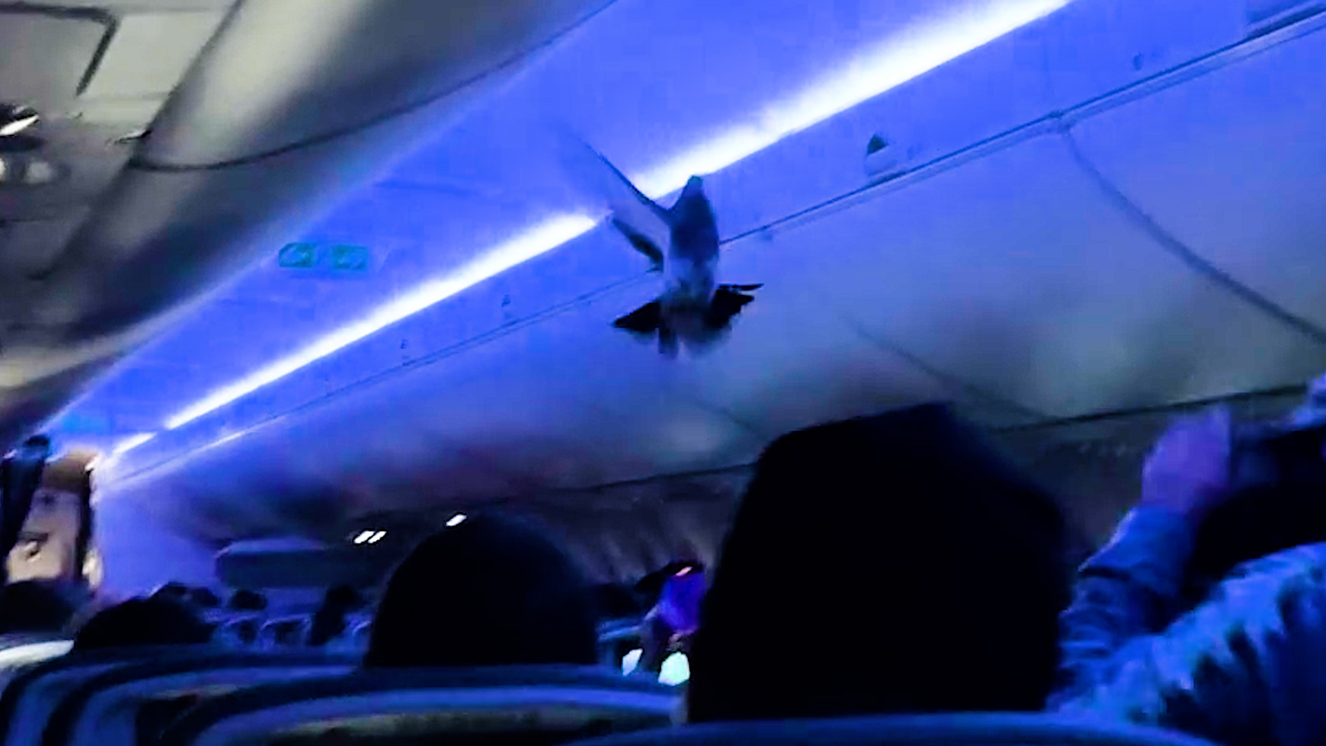 Unexpected passengers: pigeons caught flying inside Delta flight cabin