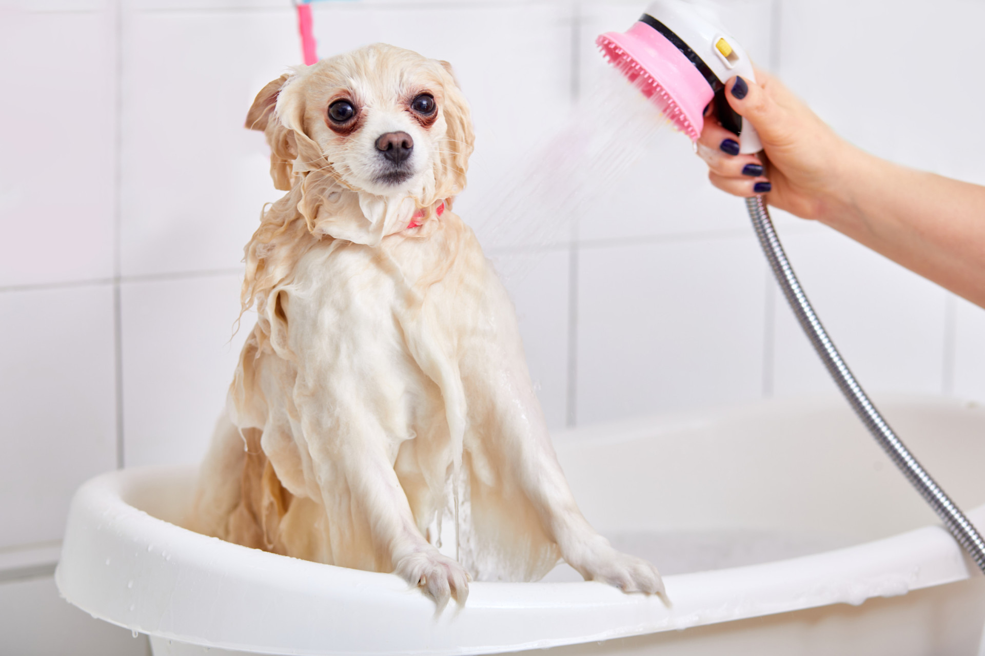 Common human behaviors that dogs dislike