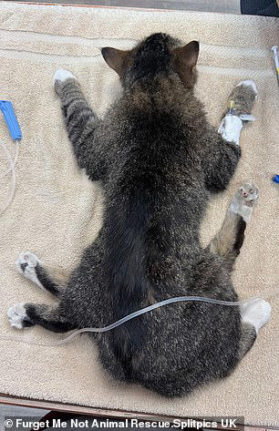 Nine lives...and six LEGS! Cat is born with two extra limbs after ...