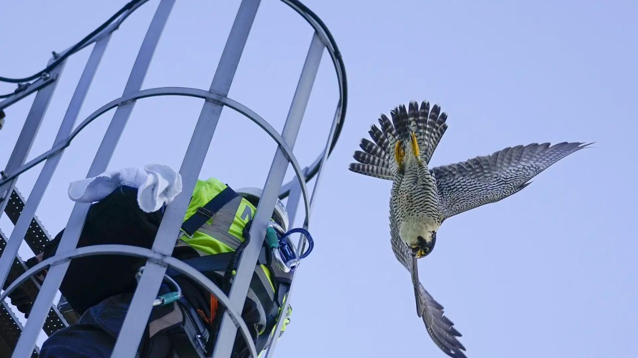 US peregrine falcons: World's fastest bird has acclimated well to ...