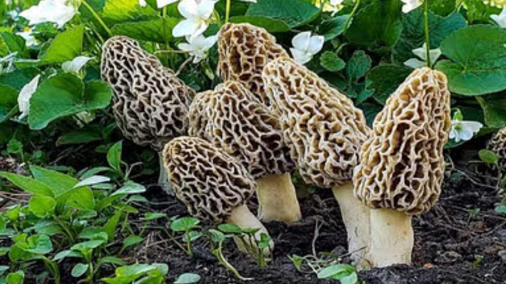 Mushroom: अब ग्रीन हाउस में उगेगी गुच्छी मशरूम, तैयार हुआ बीज; इन ...