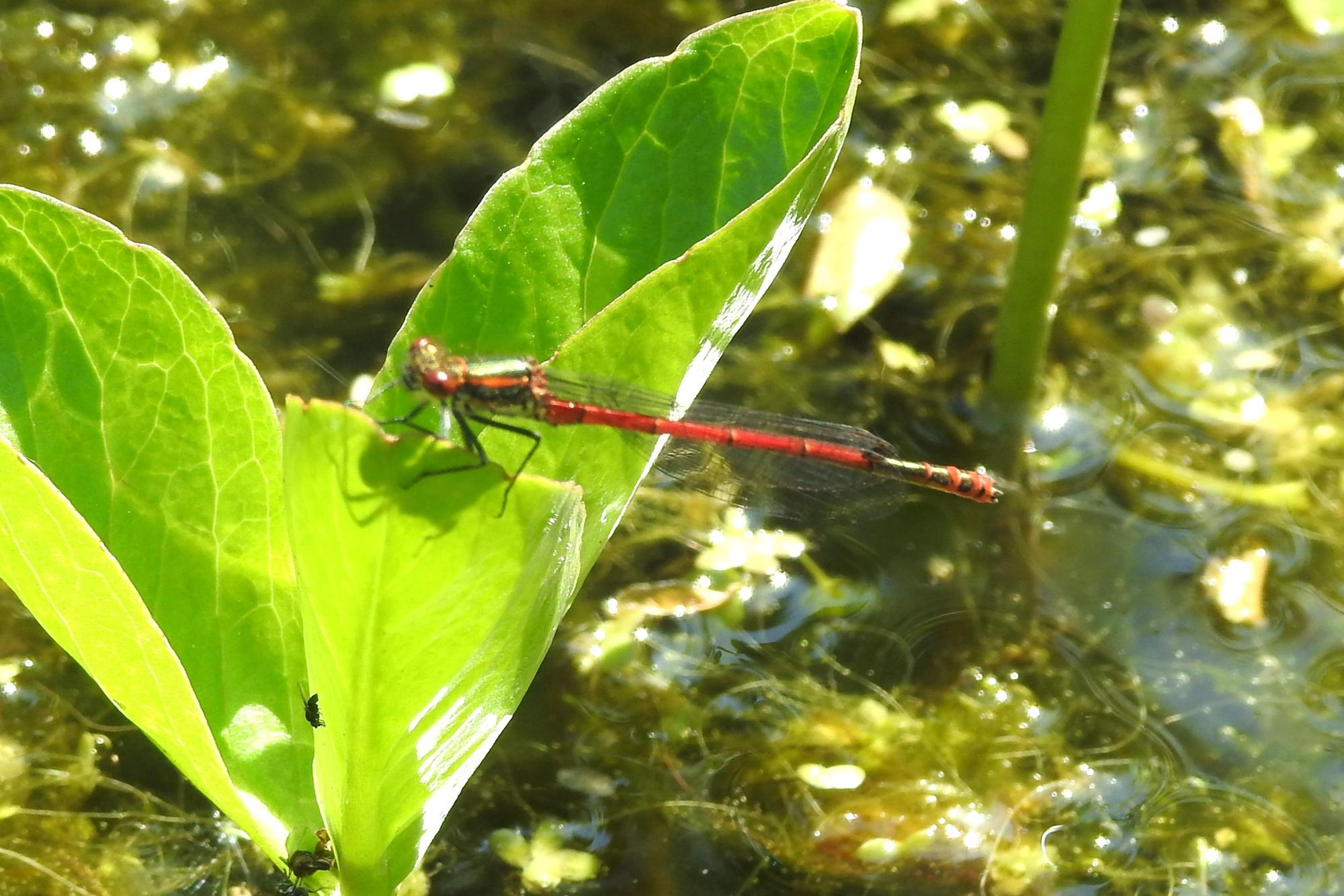 On the Wildside: Damsels and dragons benefit from the hot weather