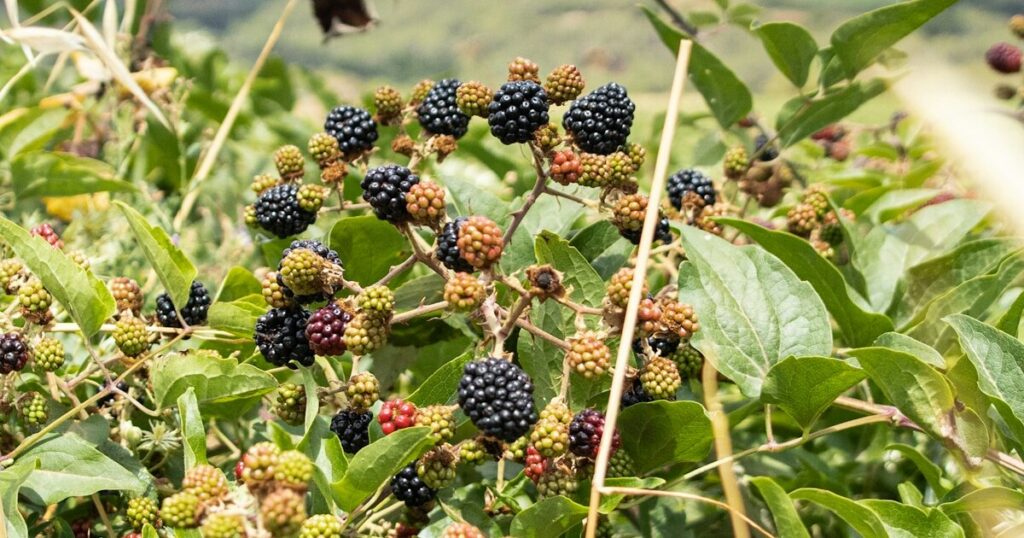 11 Reasons Why You Should Grow Blackberries And Raspberries Together