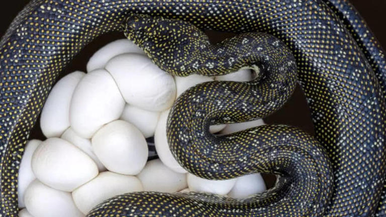 7 jaw-dropping facts about snakes that are lesser known by humans