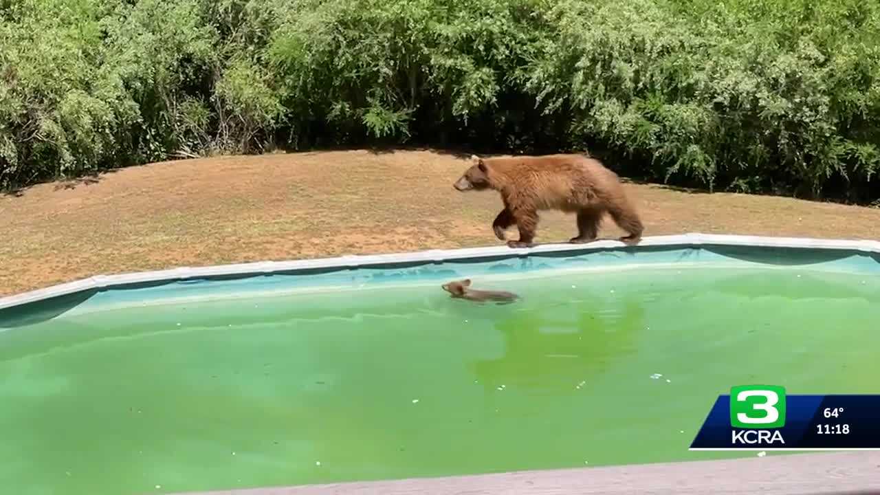 Video shows bear cub get a swimming lesson from its mom in Auburn pool