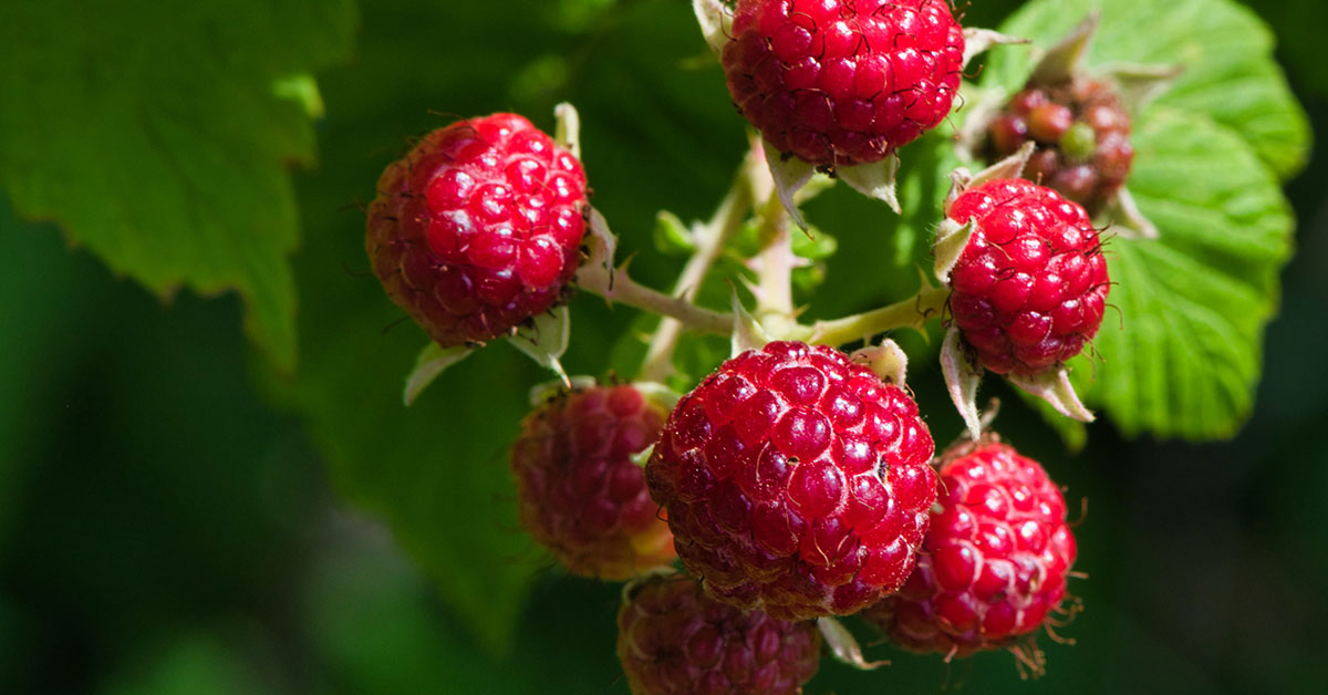 9 Gardening Tips For Growing A Big Raspberry Garden