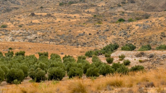 Experts stunned after tail camera footage captures rare hooved animal ...