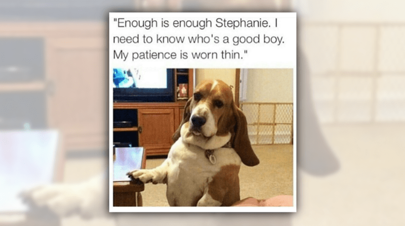 24 Good Memes of Good Boys and Girls to Get You Into the Doggo Spirit