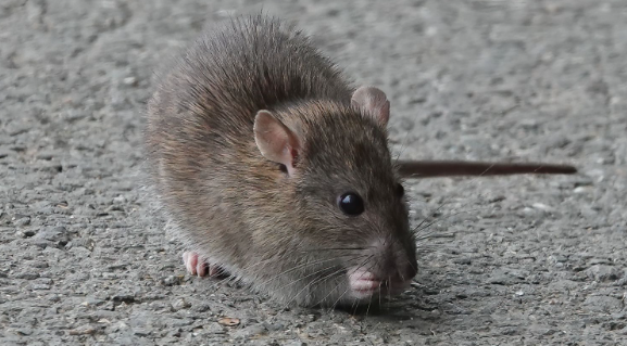 Rat sightings on Londonderry riverfront falling