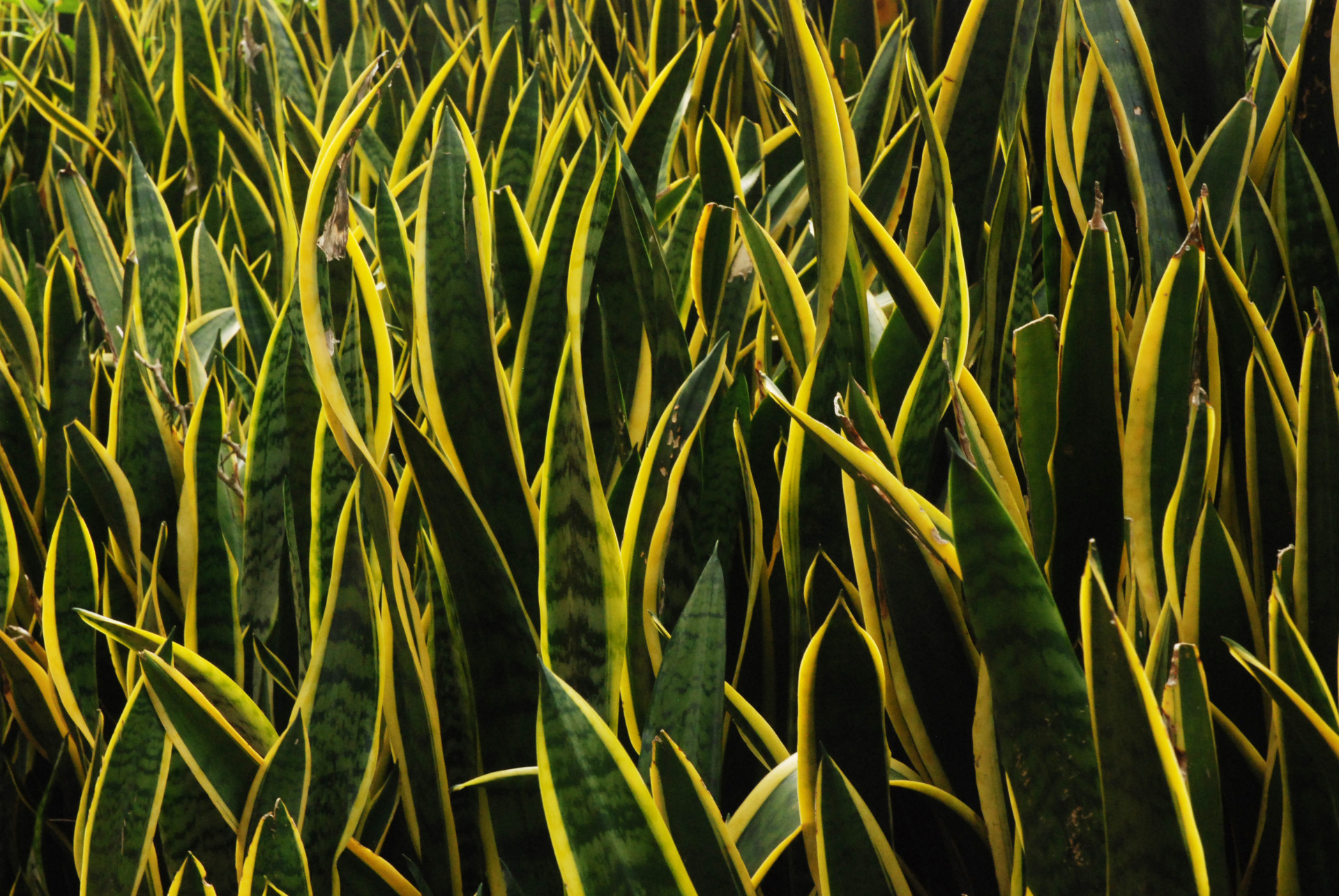 The best indoor plants for your apartment
