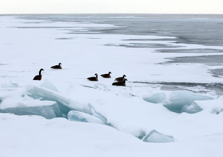 Great Lakes shelf ice has started to accumulate. Why it's so dangerous