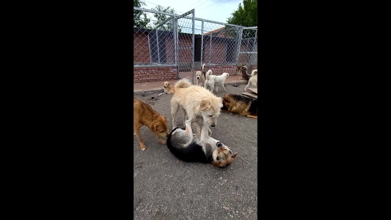 Canine dubbed 'dog king' goes viral for silencing aggressive hounds ...