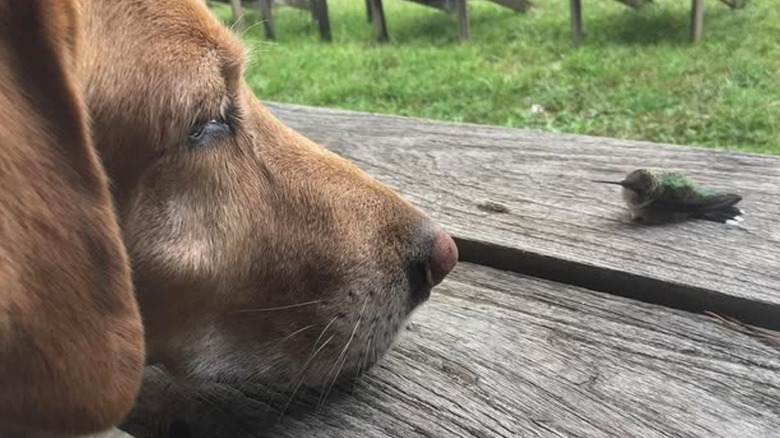 Can Dogs Get Along With Hummingbirds? 1 Story Says It All