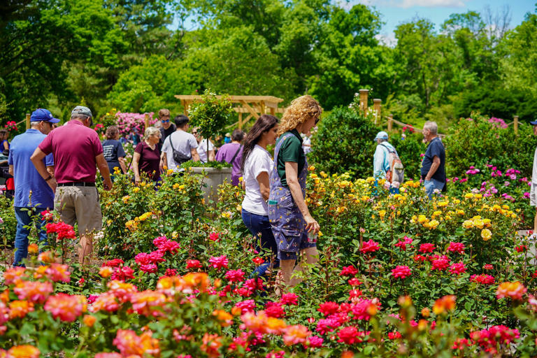 Award-winning 3,000-rose garden in NJ to be on display at upcoming festival