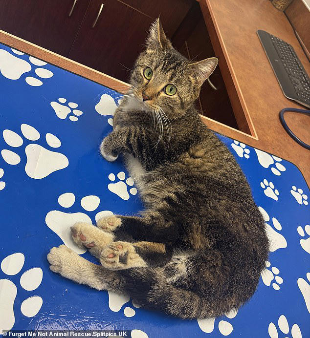 Nine lives...and six LEGS! Cat is born with two extra limbs after ...