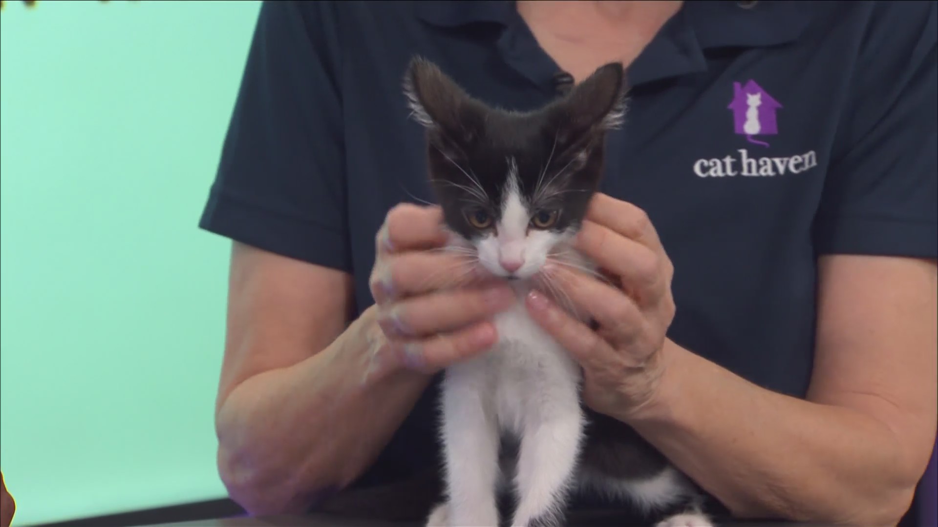 Whisker Wednesday - Meet Jerry Seinfeld