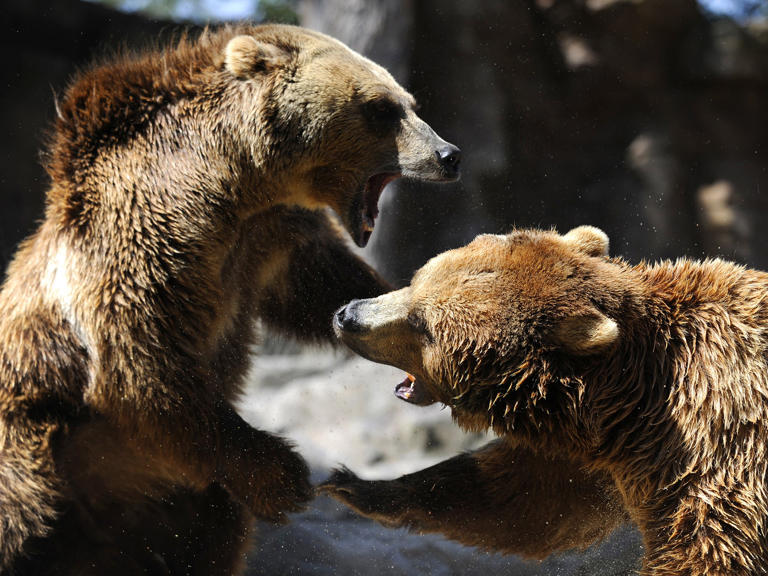 How to survive a bear attack - based on the species and its behaviour