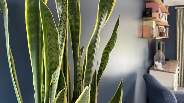 27 Best Plants To Use To Create A Stunning Living Wall Indoors