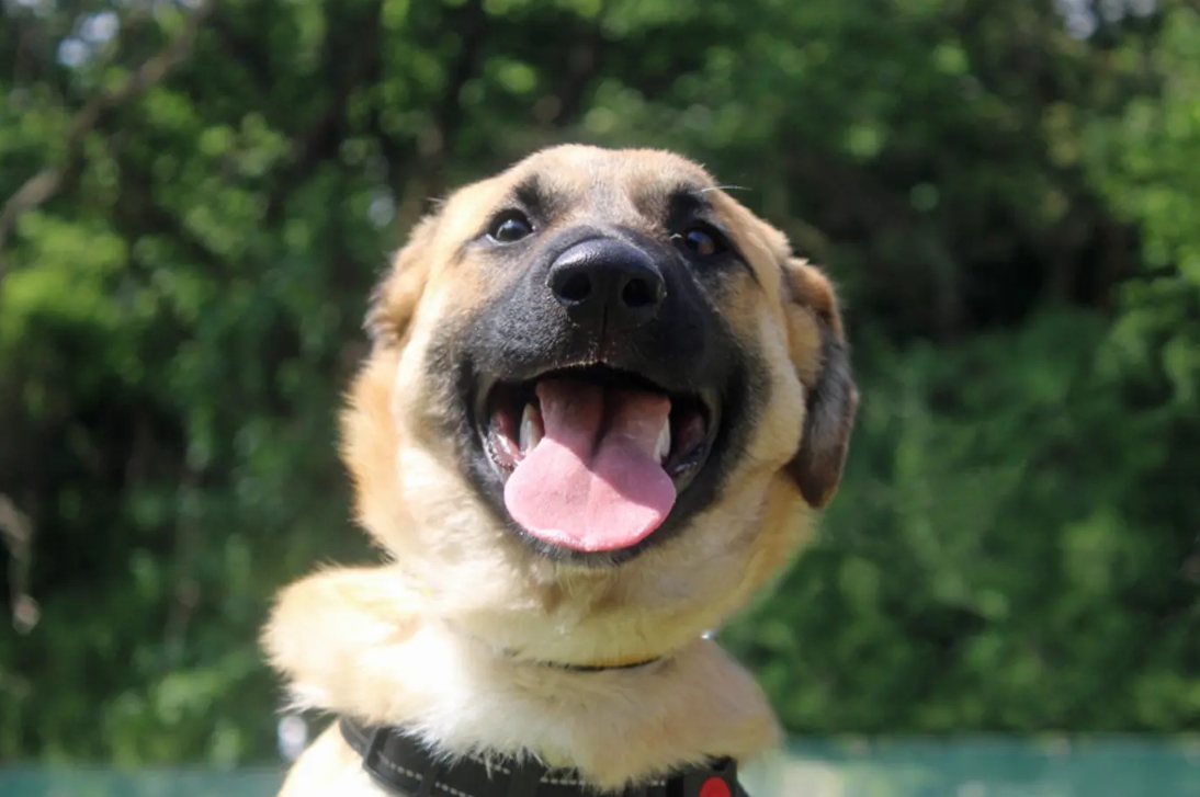 13 delightful dogs and puppies at Dogs Trust Merseyside looking for ...