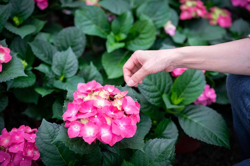 Pink hydrangeas will grow more vibrant by adding just one thing to soil