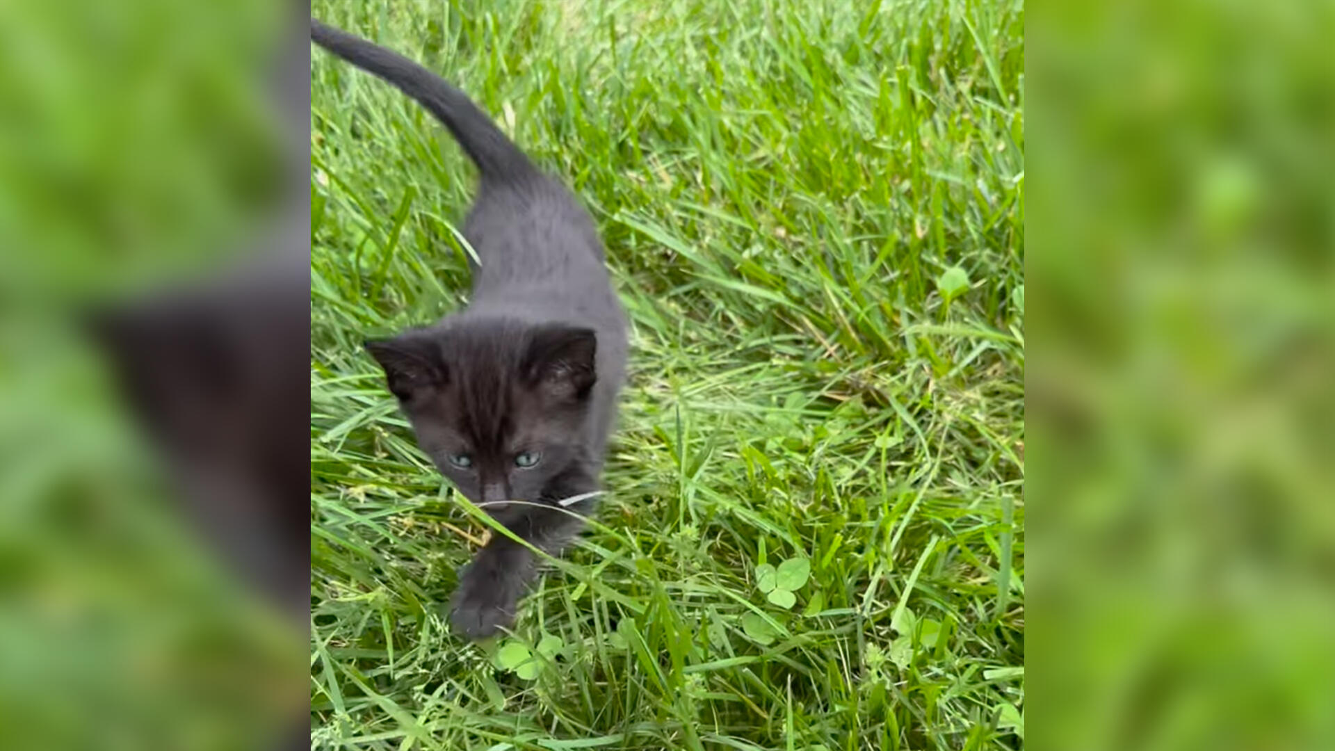 Cat Distribution System Brings Amy & Her Kids New Kitten