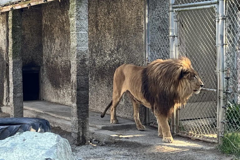 Safari owner is arrested after cop raid took more than 300 animals from ...