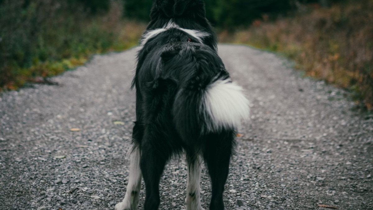 Pup Saves His Buddy's Life During Seizure