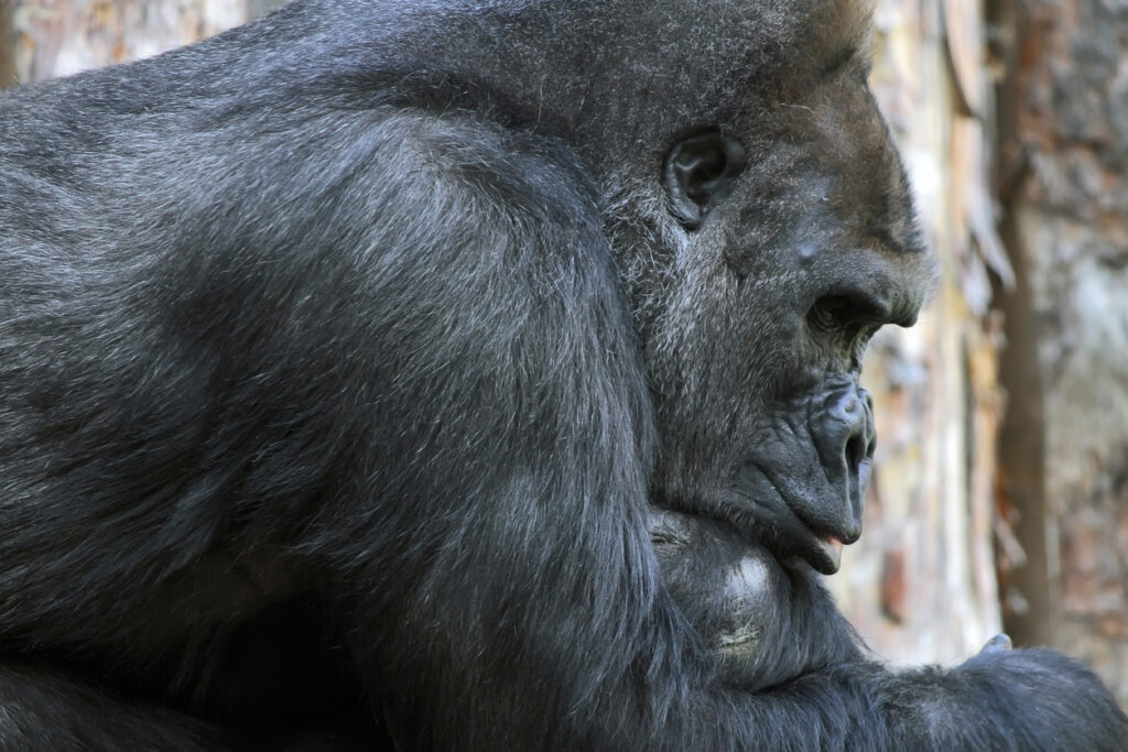 Animals That Have Been Observed Mourning Their Dead