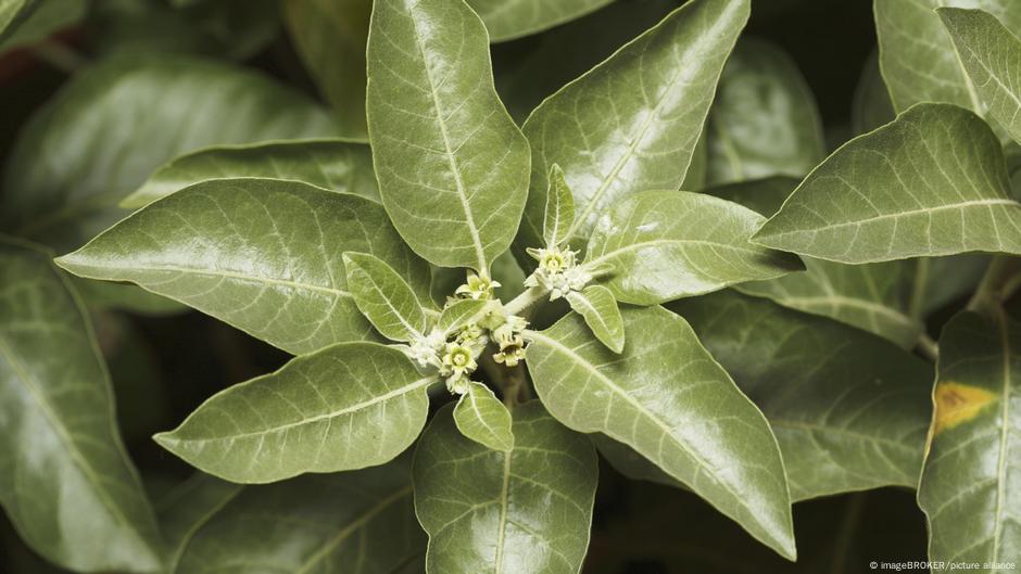 Can plants really help root out cancer?