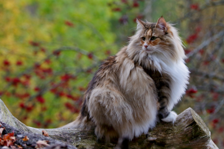 How 10 Fancy-Looking Cat Breeds Were Actually Bred for Function Over Fluff