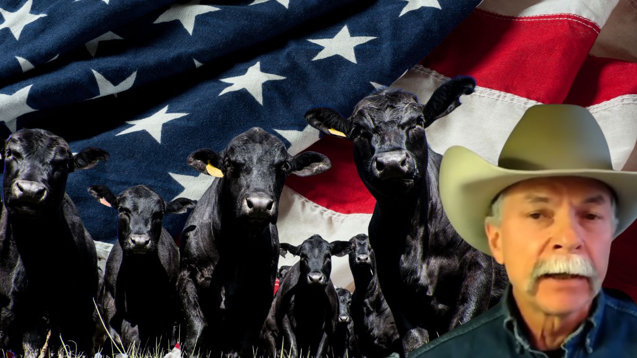 Cattle Herd Numbers Plummet Across America