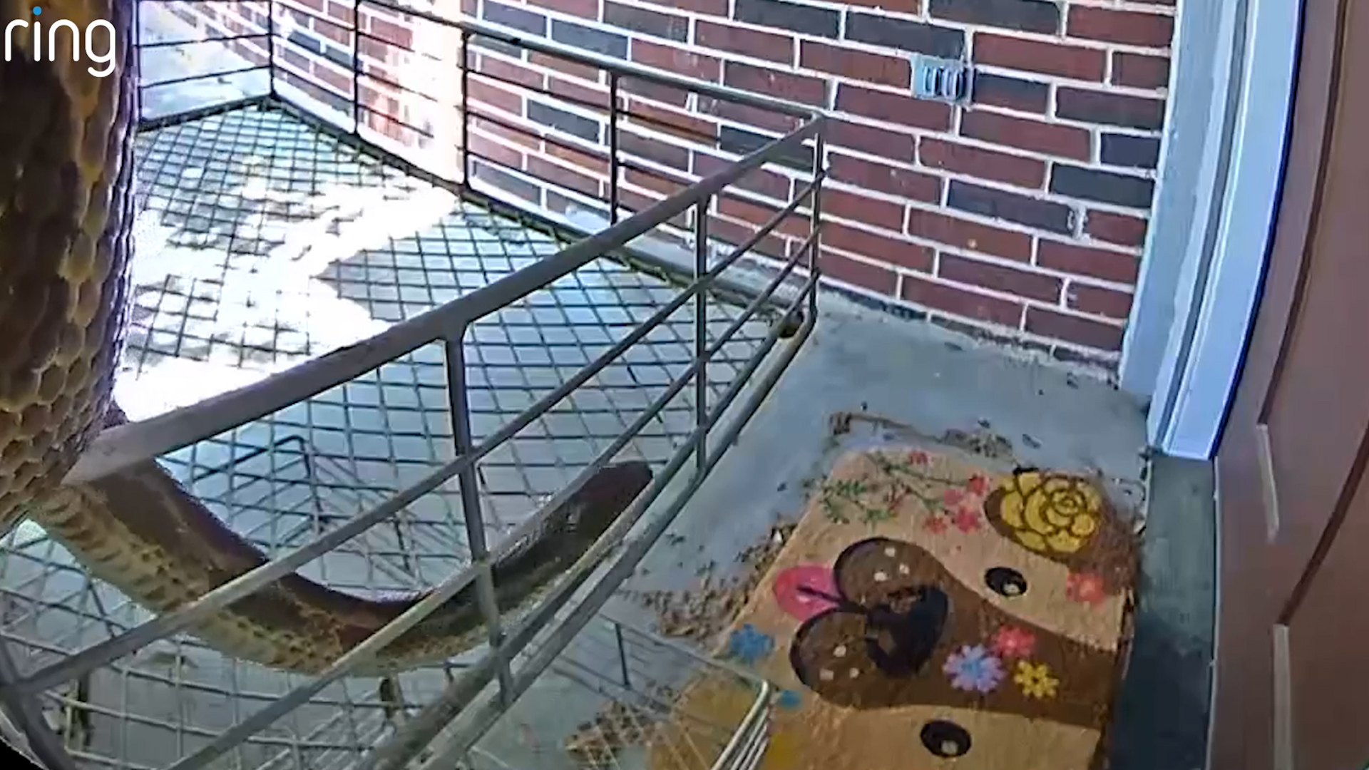 Giant Snake Filmed Slithering Up To Woman’s Front Door: ‘Gave Me Chills’