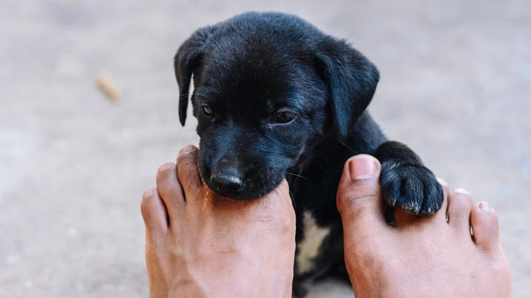 ¿Por qué mi perro me chupa los pies?